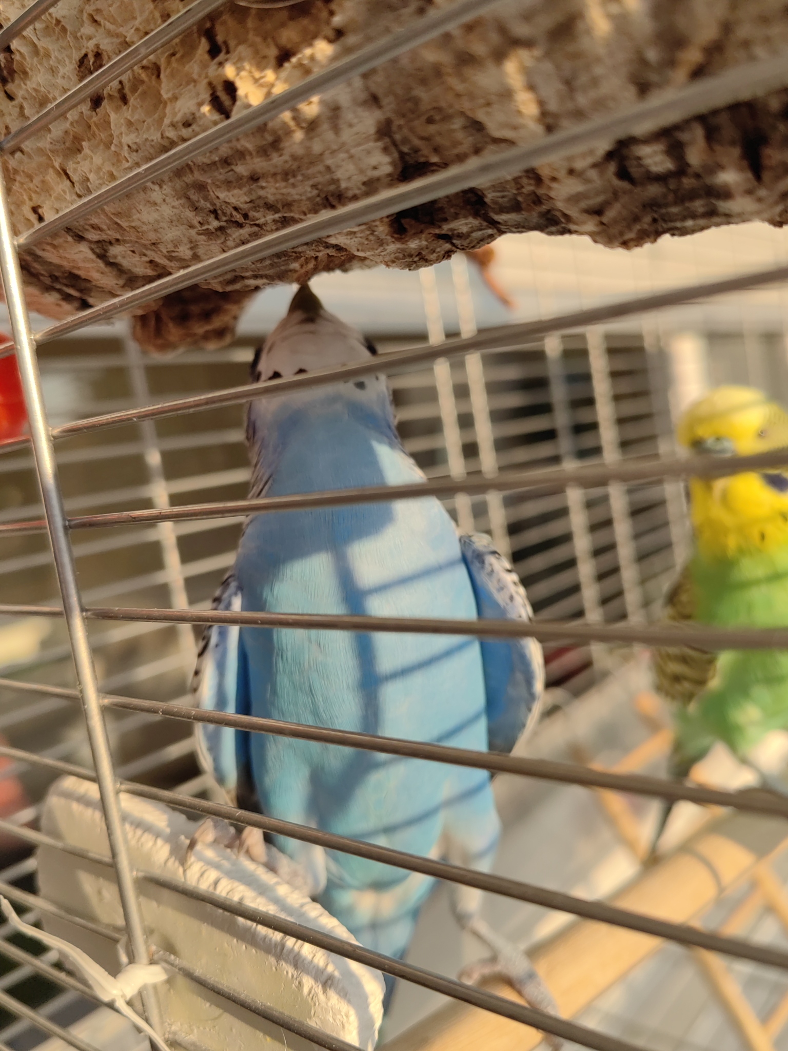The Ideal Temperature Range For Budgies - TheBudgieBlog