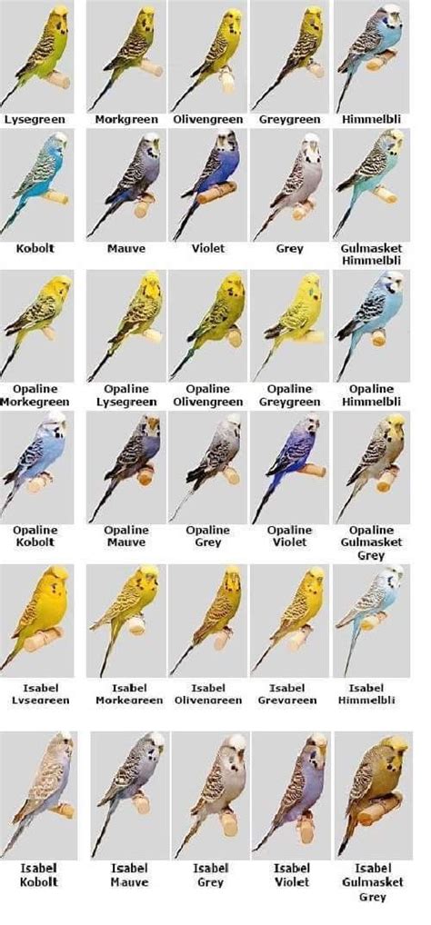 Budgie Color Genetics - TheBudgieBlog
