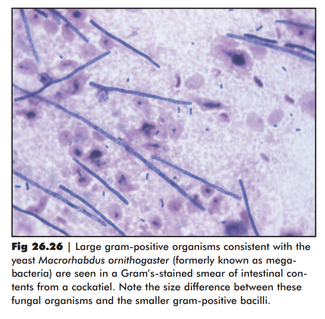 Managing Avian Gastric Yeast: Insights and Treatment - TheBudgieBlog