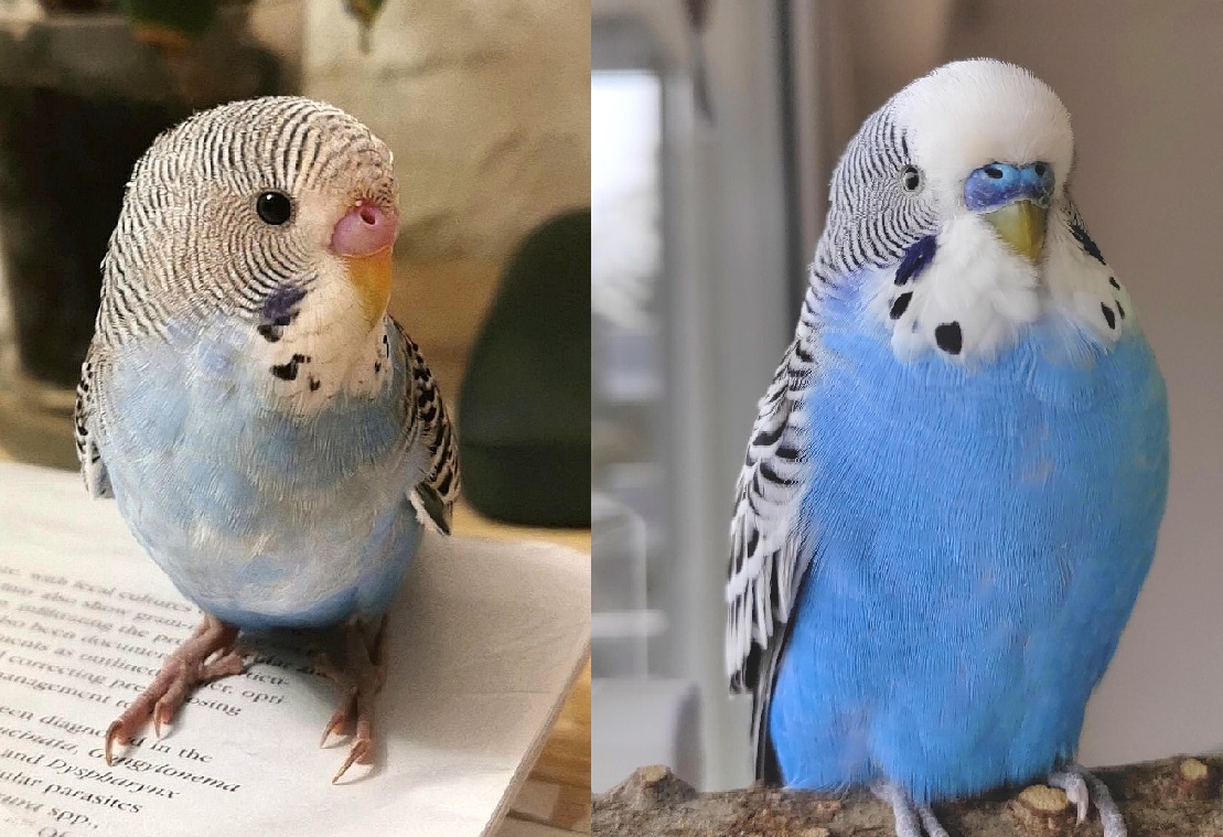 A Comprehensive Guide to Sexing Budgies - TheBudgieBlog