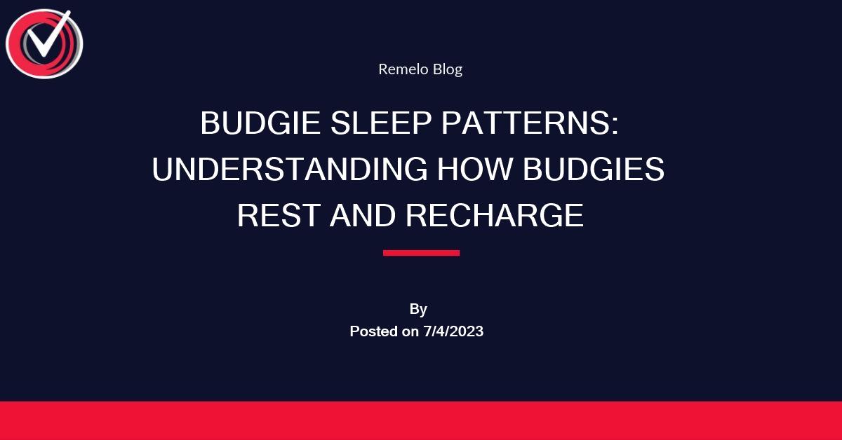 Budgie Sleep Explained - TheBudgieBlog